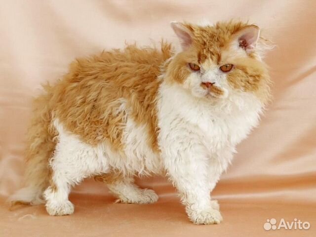 Селкирк-рекс в добрые руки