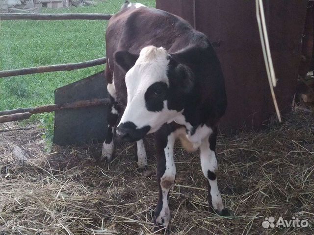 Телочка 5 месяц