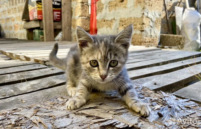 Котята мышеловы бесплатно