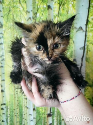 Малышка Стелла ищет дом