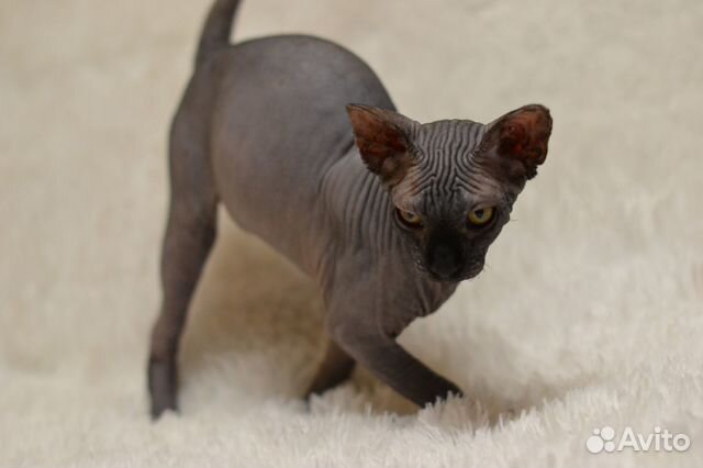 Мальчишка 3 мес