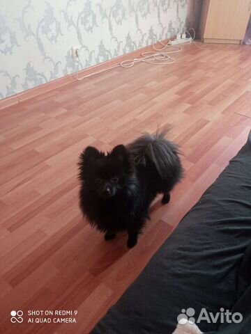 Шпиц кобель вязка