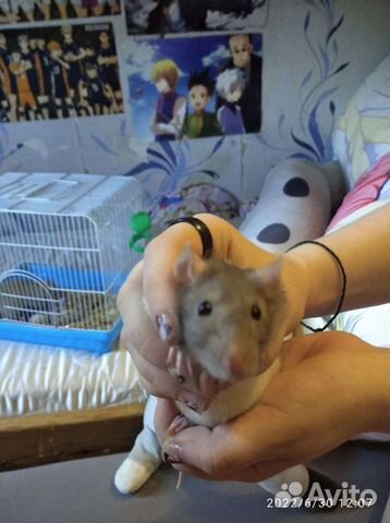 Декоративная крыса