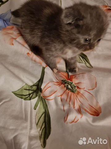 Британский котенок