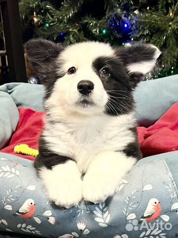 Вельш-корги кардиган девочка флаффи