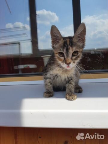 Отдам 2х котят девочек