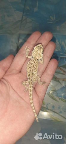 Бородатая агама