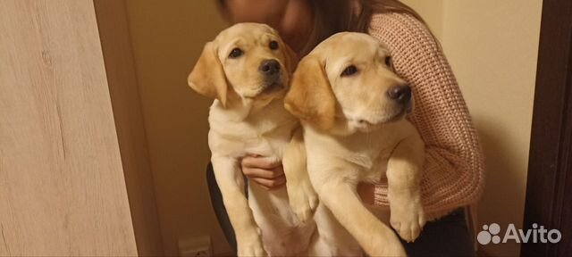 Щенок Лабрадор. Щенки
