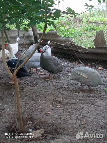 Цесарки