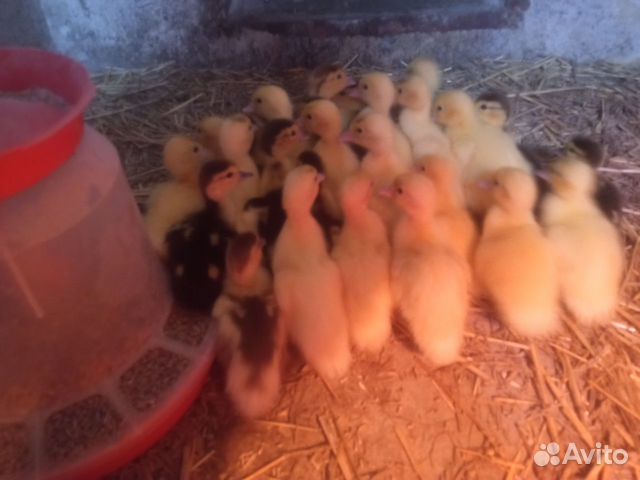 Продажа индоутят (5-7 дней),утаки и уточки
