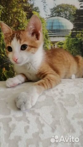 Девочка Клео ищет дом