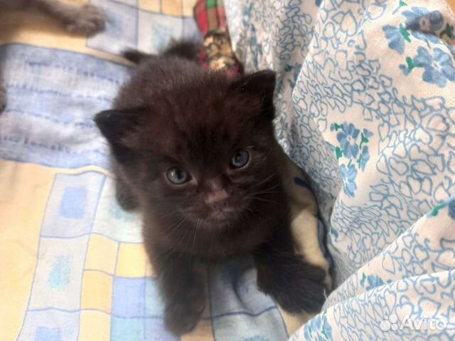 Черная кошечка бесплатно