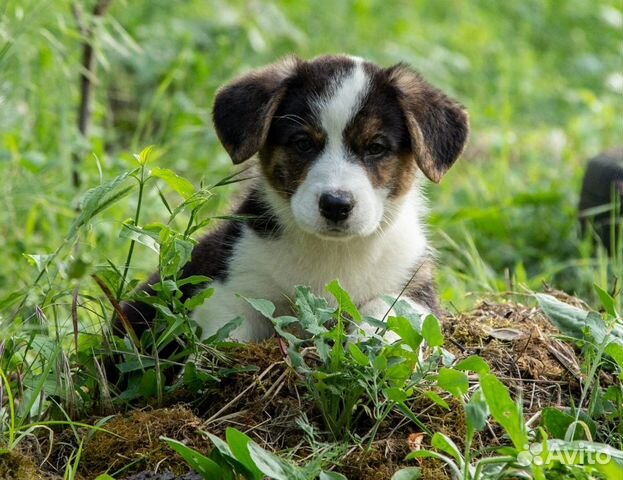 Вельш-корги кардиган