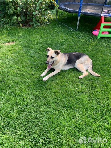 Восточноевропейская овчарка вязка