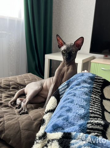 Канадский сфинкс