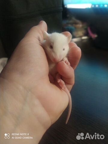 Декоративные крысята