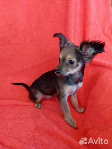 Щенок русского той-терьера д/ш