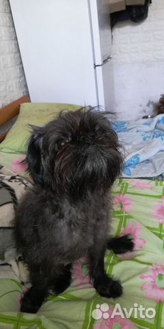 Вязка Бельгийский гриффон