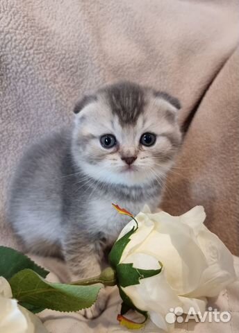 Шотландские вислоухие котята
