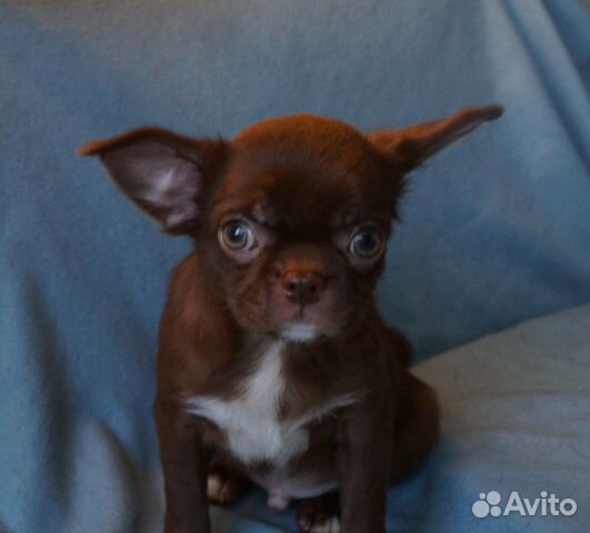 Мальчишка чихуа