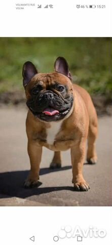 Шикарный красный мачо