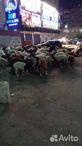 Бараны на Курбан