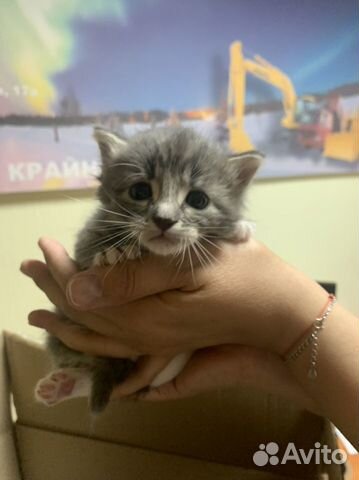 Милейшая Девочка-кошечка в добрые руки