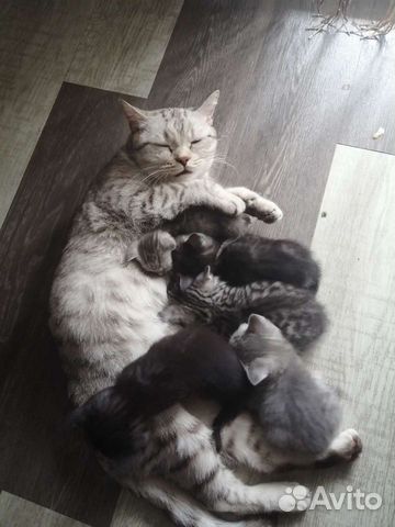 Британские котята