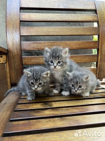 Котята