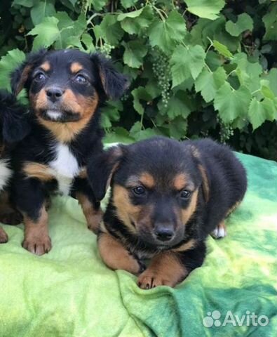 Щенульки от маленькой мамы