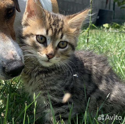 Ищем дом маленькому котенку