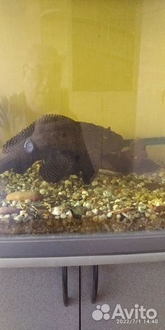 Крапчатый сомик