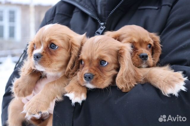 Рубиновые мальчики Кавалер Кинг Чарльз Спаниель