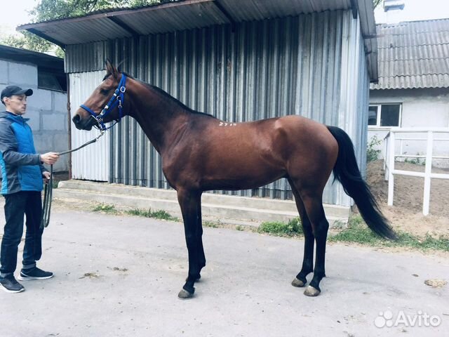 Продажа лошадей