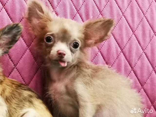 Чихуахуа Лиловый мини мальчик