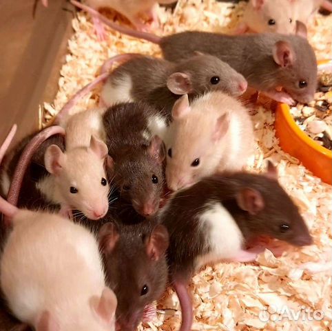 Крысята дамбо малыши