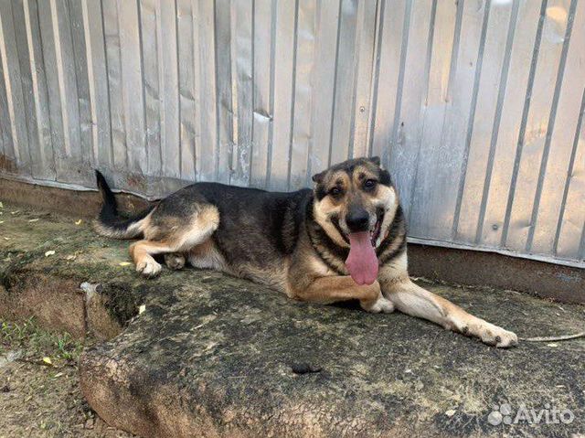 Отдаю песика Стенли в дар