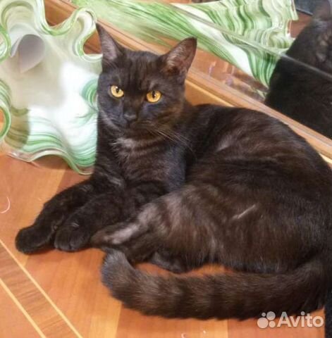 Роскошный котик ищет дом