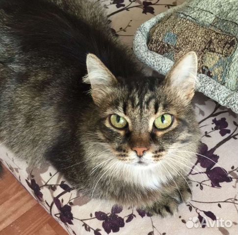 Кошка финотип Сибирская порода в добрые руки