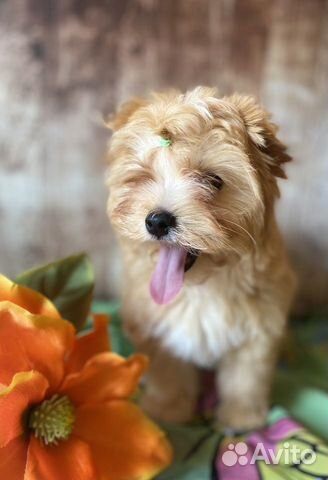 Мальчики голддаст йорка