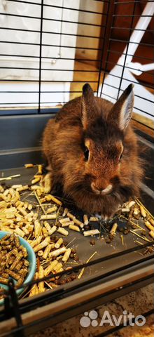 Львиноголовый кролик