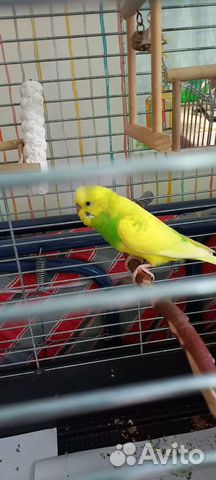 Отдам даром желтого волнистика