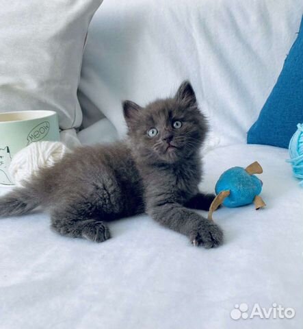 Озорной домевенок девочка