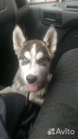 Сибирский хаски