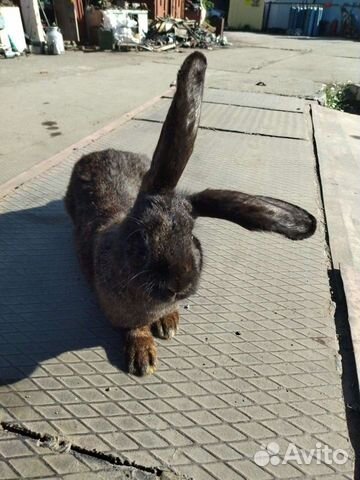 Кролики породы фландр