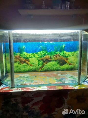 Аквариум 80 литров