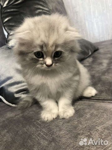 Кошки шотландцы