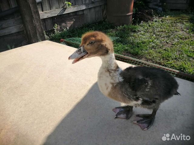 Утята мускусной утки