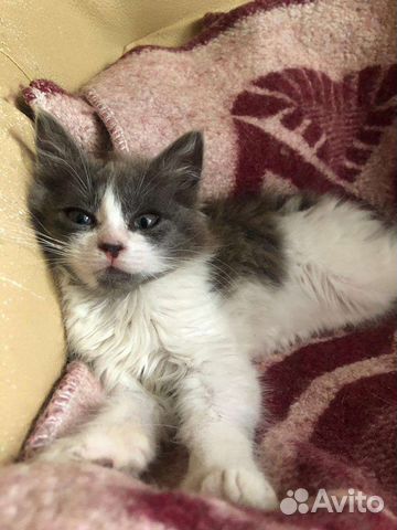 Котёнок Лиза ищет хорошие ручки