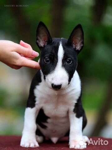 Миниатюрный бультерьер щенок